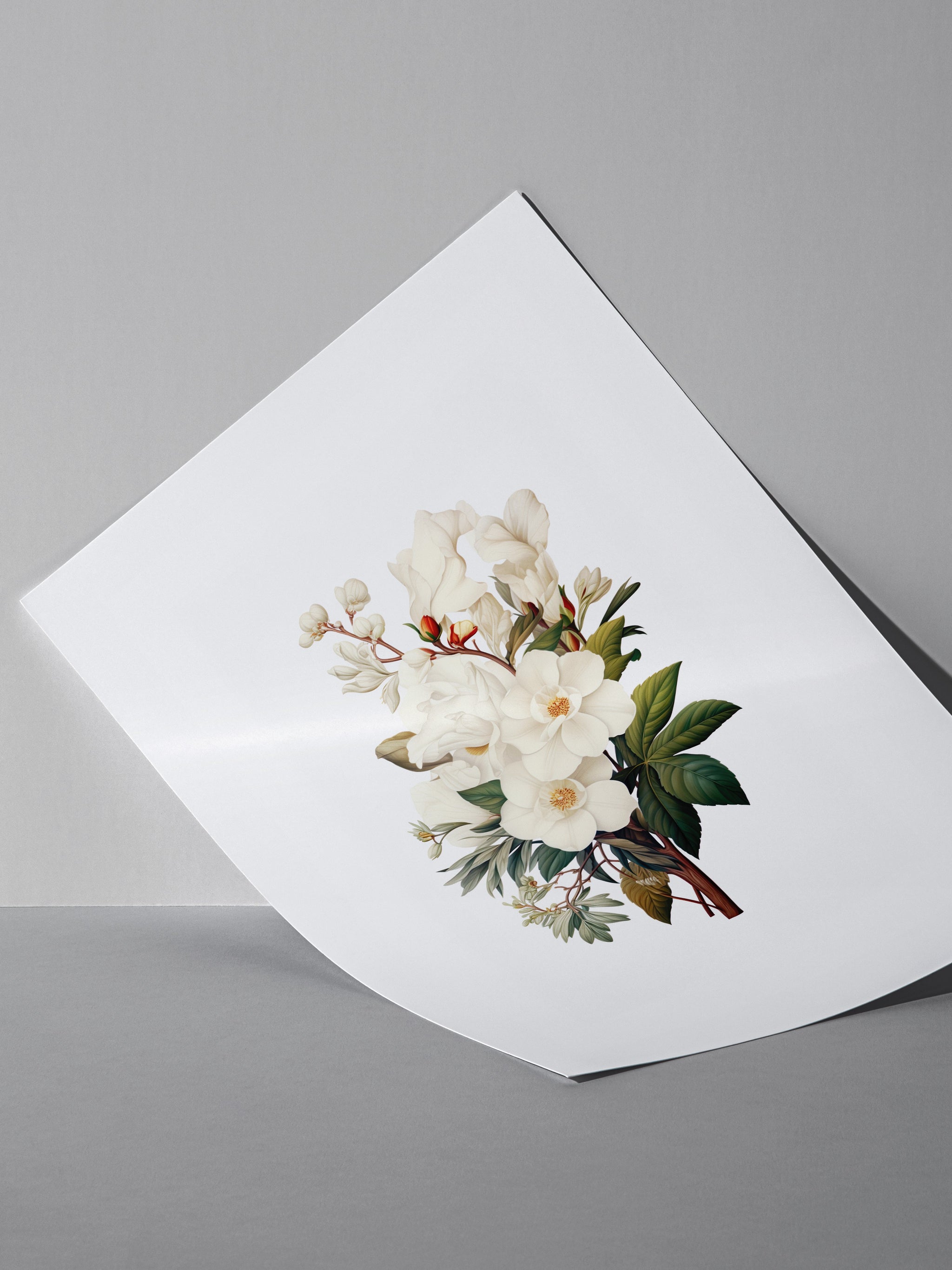 Belvedere – illustroworks